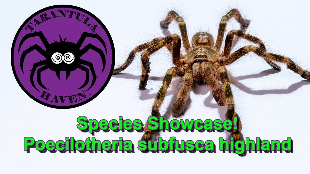 Species Showcase - Poecilotheria subfusca highland - YouTube