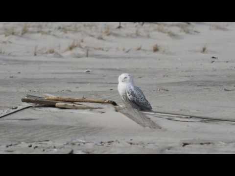 Snowy Owl - Jones Beach 122113
