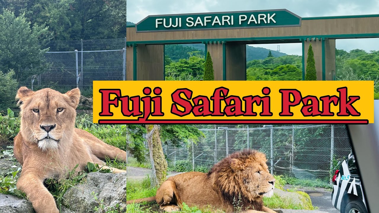 Fuji Safari Park, Japan - YouTube