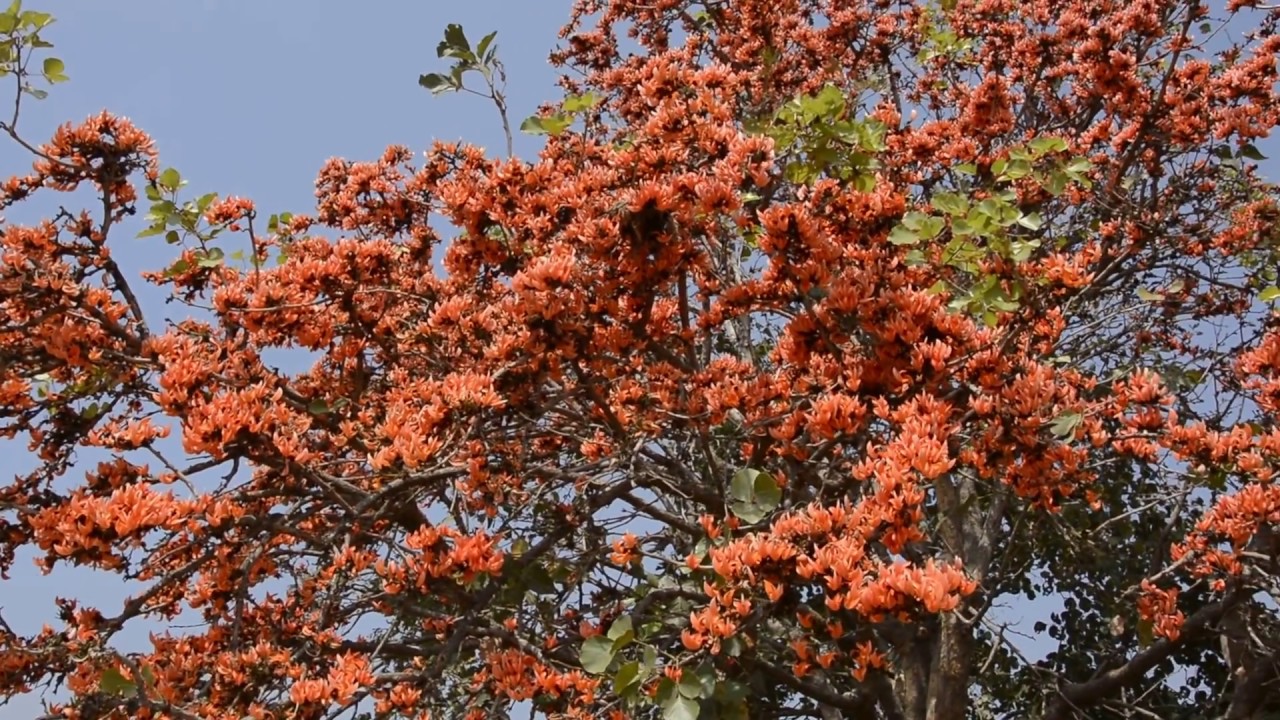 Butea monosperma - The flame of the forest - YouTube