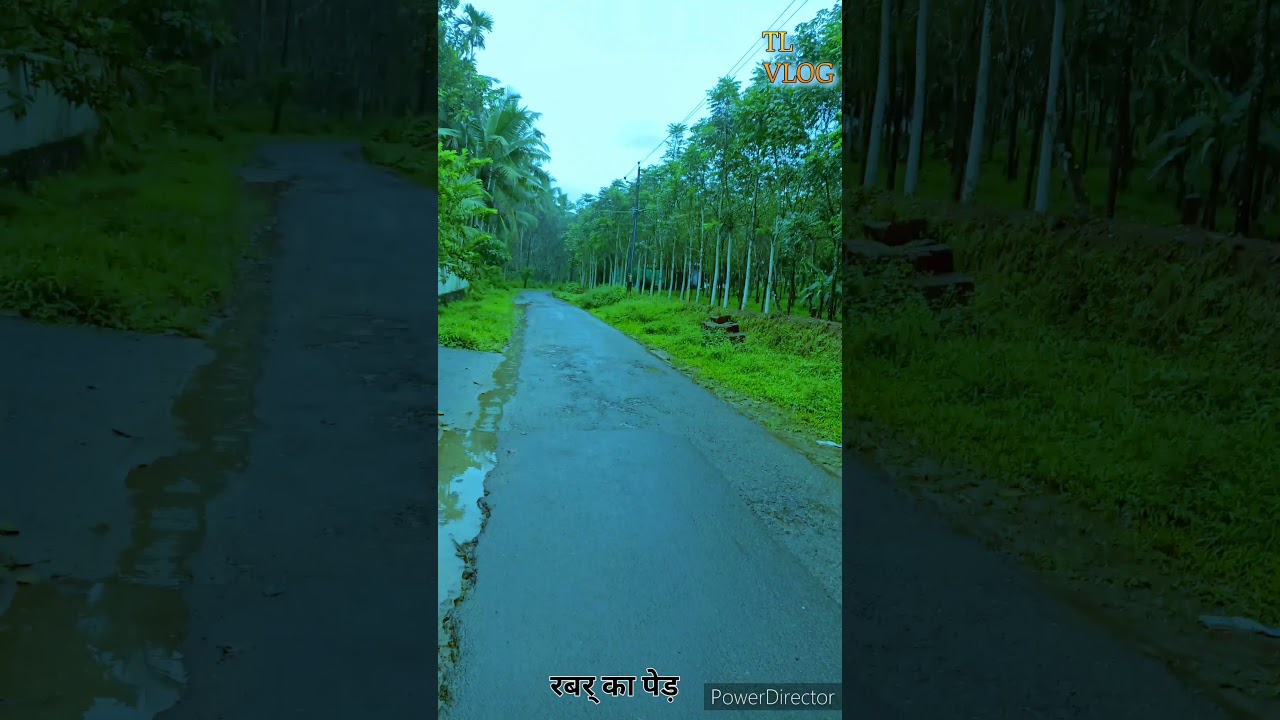 Rabar tree is good plant - YouTube