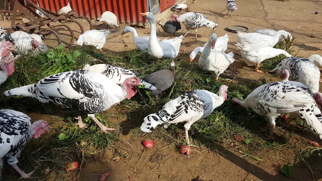 Freddy Farm animals grazing - Freddy Farm - (Samsung Galaxy S7 Edge)4k ...