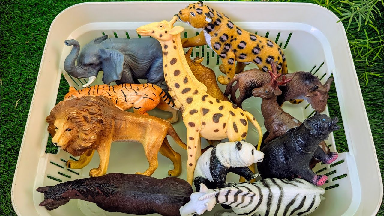 Wild Zoo Animals for Kids | Learn Animal Names and Homes in the Jungle ...