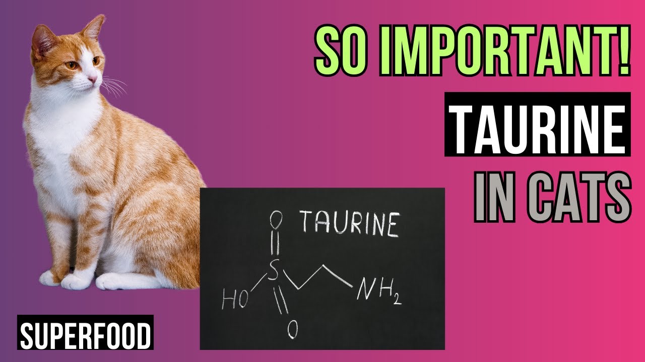 Taurine for cats - The Essential Amino Acid! - YouTube