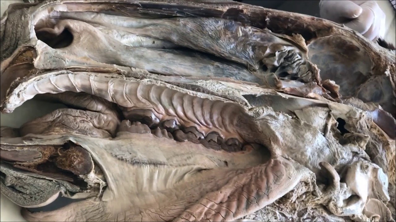 Anatomia Animal - Faringe #UFRRJ - YouTube