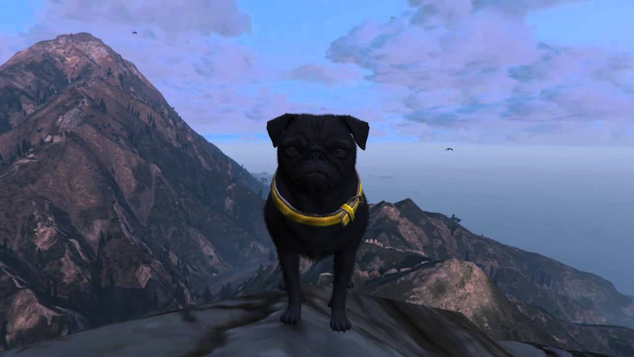 Grand Theft Auto V Peyote hunter: pug - YouTube