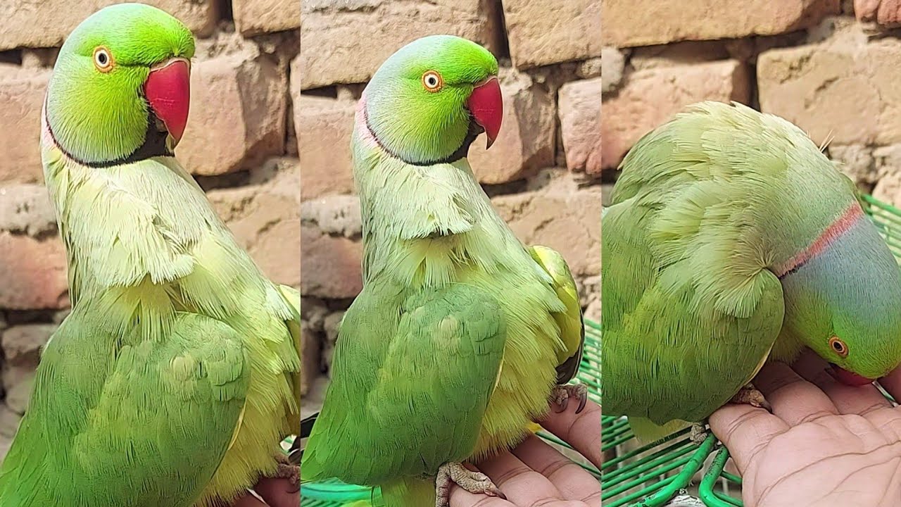 Indian Ringneck Parrot Mating - YouTube