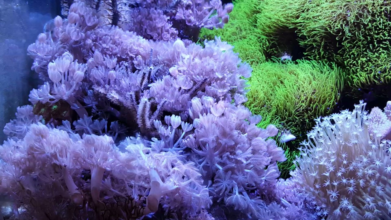 29G Reef Tank - YouTube