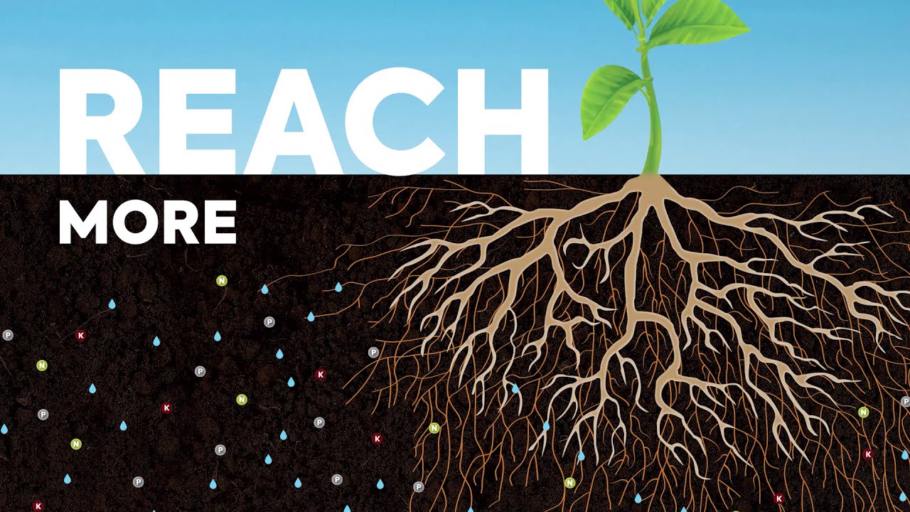 REACH MORE nutrients and water with AGTIV MYCORRHIZAE - YouTube