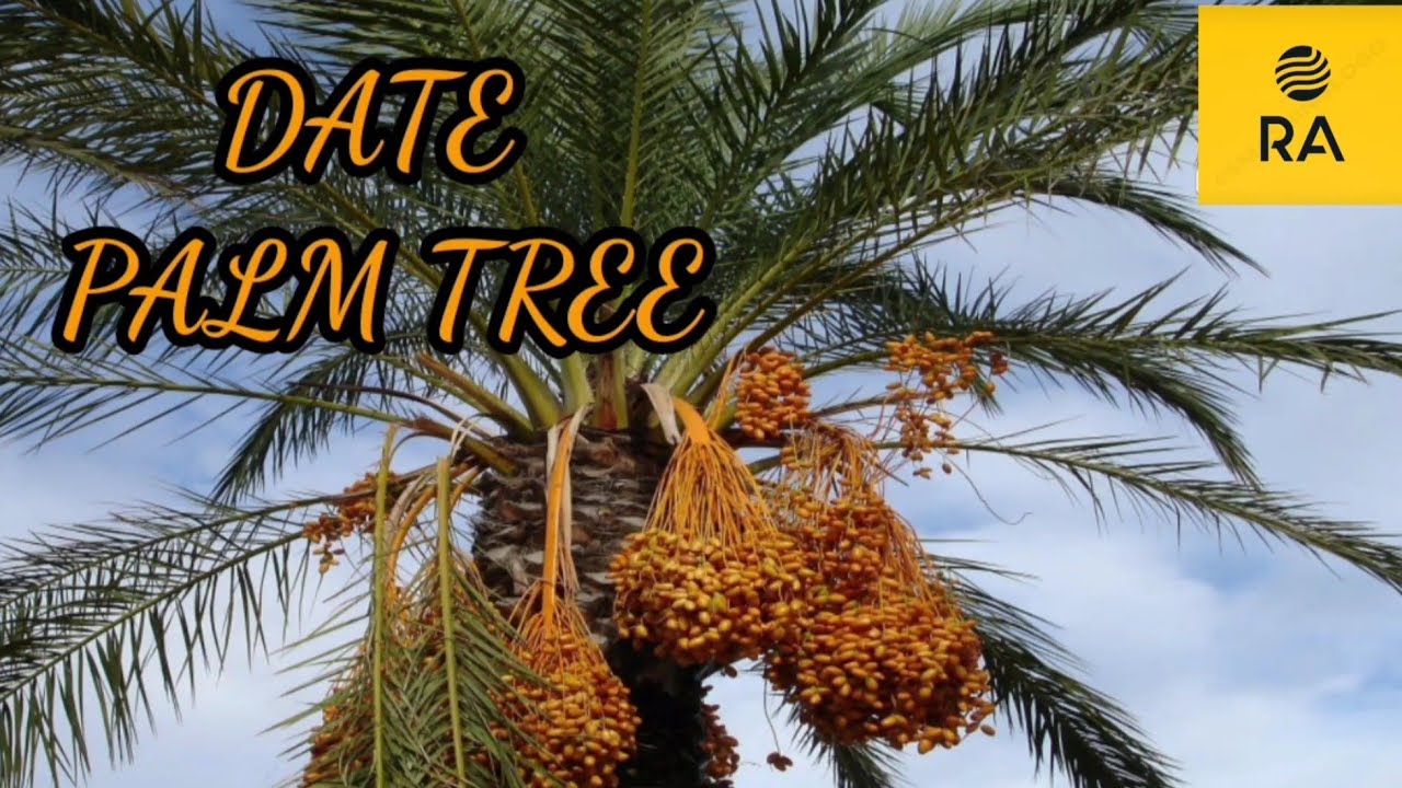 DATE PALM TREE - CULTIVATION & USES | NUTRITIONAL VALUE & BENEFITS OF ...