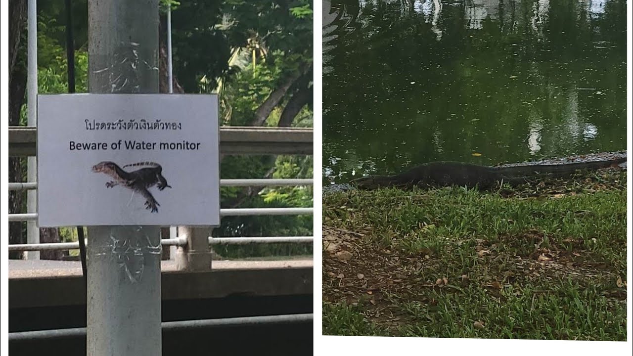 Beware of Water Monitor Lizard Sign Bangkok Thailand - YouTube