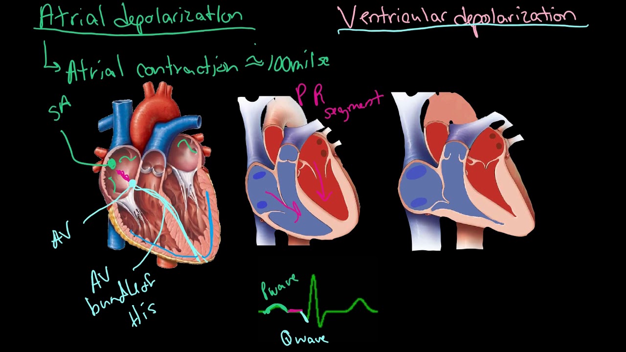 Electrical Cardiac Conduction System of the Heart EKG ECG Animation ...