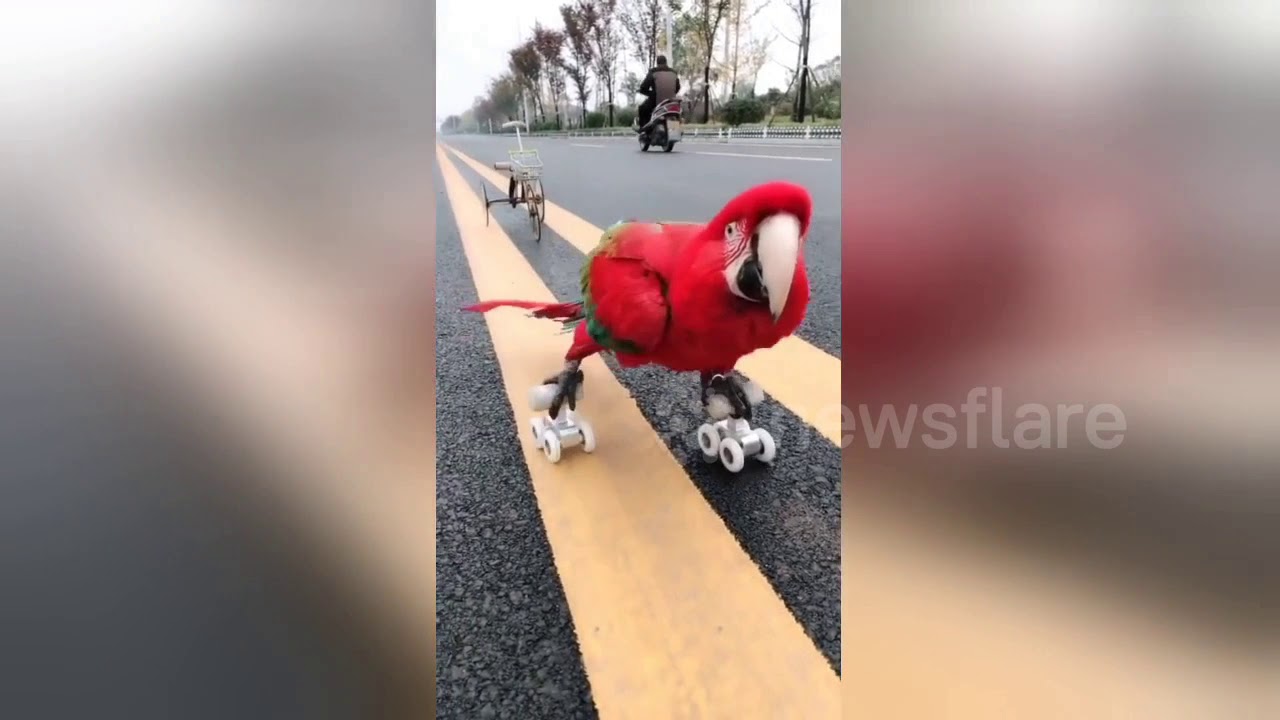 Smart parrot shows off its incredible skills as a trick rider - YouTube