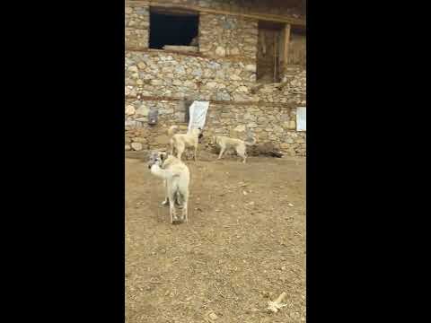 kangal dövüşü yeni 2021. #kangaldovusu #kangal #kopekdovusu