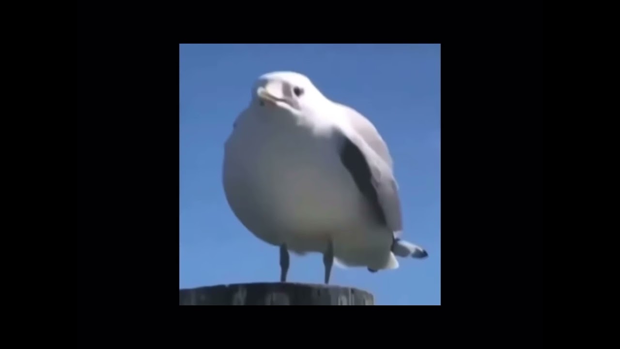 What A Bird Be Like better Version YouTube what-a-bird-be-like-better-version-youtube
