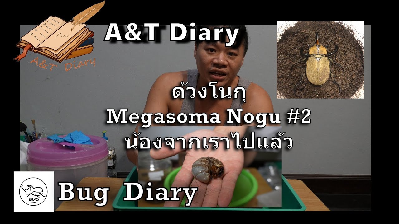 ด้วงโนกุ Megasoma Nogu #2 น้องได้จากเราไปแล้ว / Bug Diary / A&T Diary - YouTube