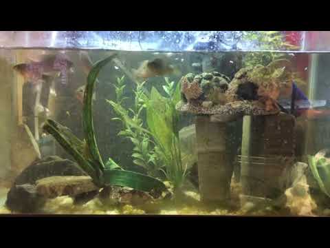 FEEDING Native Ohio Fish green sunfish & baby catfish - YouTube