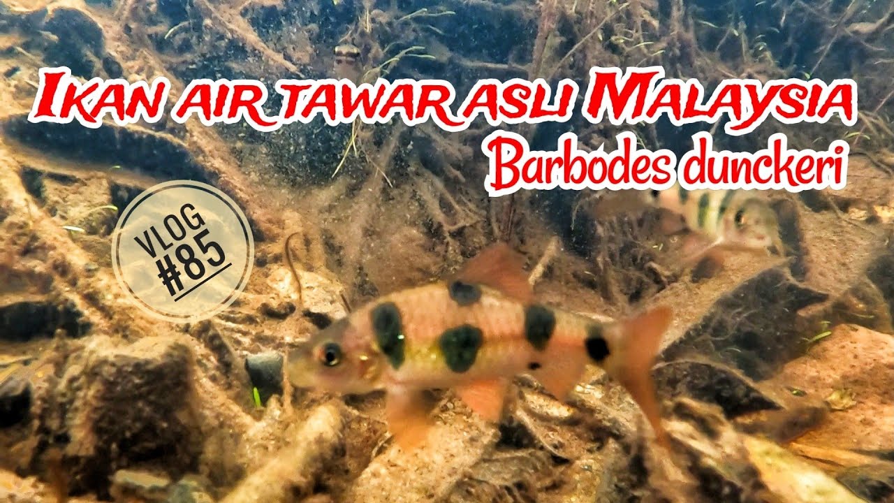 Barbodes dunckeri, antara ikan tercantik! Ikan asli Malaysia!!!! - YouTube