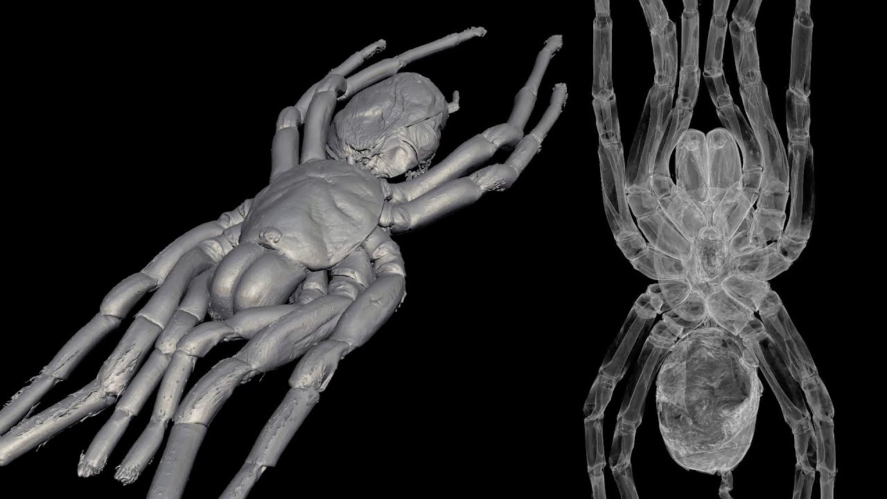 X-ray Scan of a Tarantula - YouTube