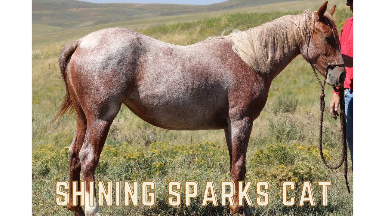 SHINING SPARKS CAT- 22 Filly by MAGNETICAT (METALIC CAT) Offered ONLINE ...