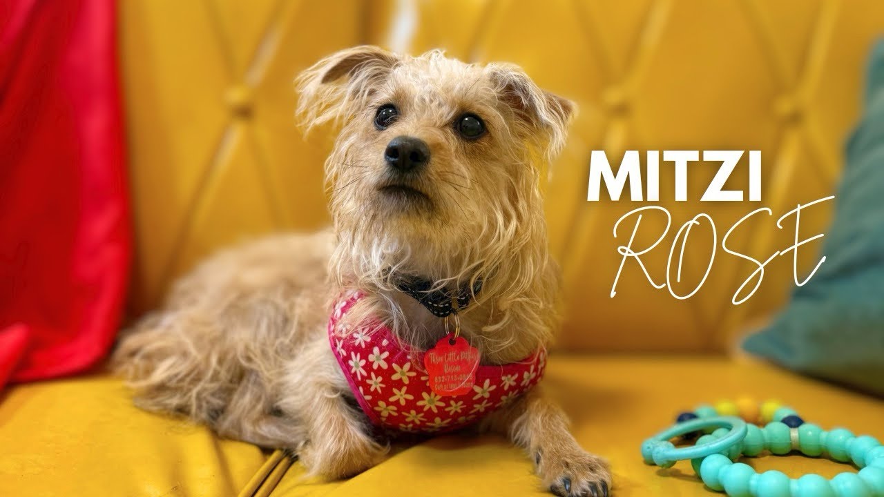 Mitzi Rose, the scruffy with the zoomies! - YouTube