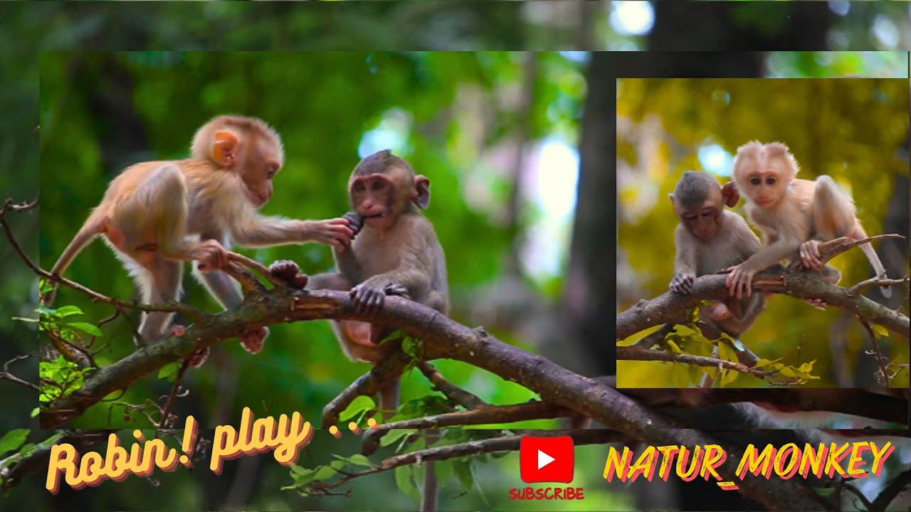 Exploring how baby monkeys, like Robin, develop bonds with their peers ...