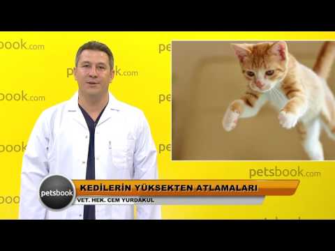 Kedilerin yüksekten atlamaları