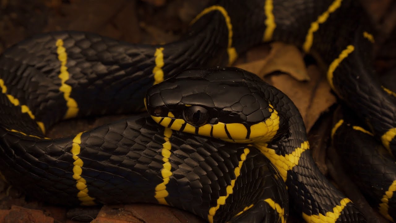 Mangrove Cat Snake, Young Adult: Singapore Snakes - YouTube