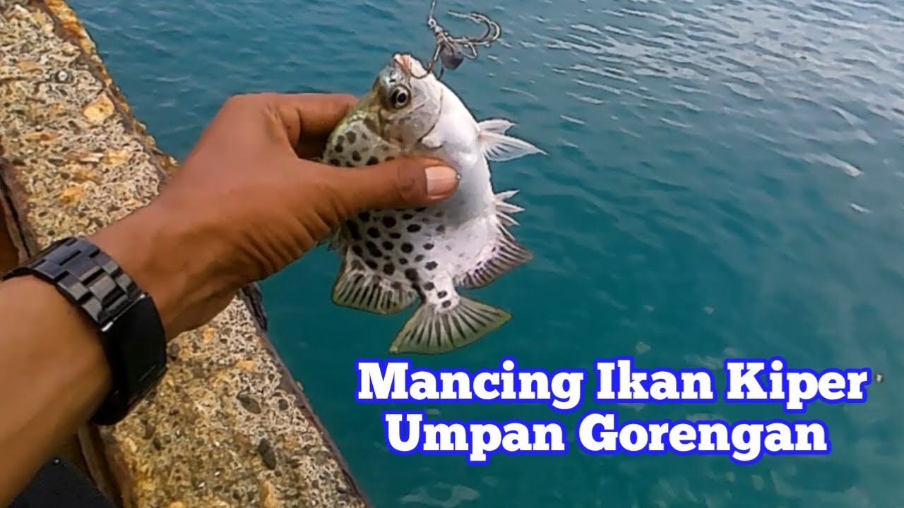 Mancing Ikan Kiper dengan Umpan Gorengan #fishing #umpanjitu - YouTube
