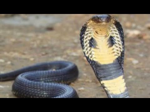 Antalya hayvanat bahçesi tanıtım videosu ~ Yılan türleri ~ Vlog