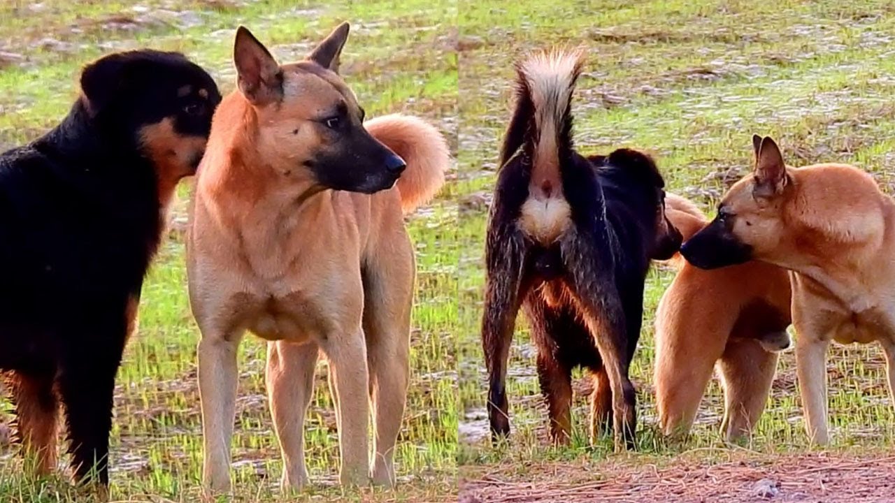 Happy day the best day ker ker Meeting cute boy New friends very strong ...