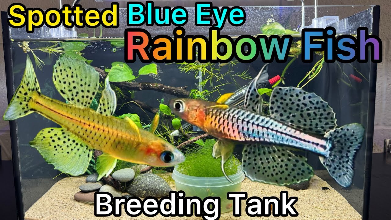 Breeding Spotted Blue Eye Rainbow Fish - Tank Set Up (Pseudomugil ...