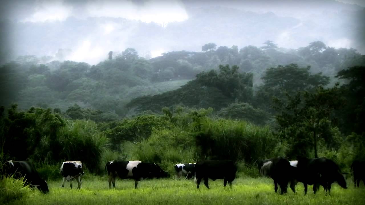 DTRI Cows - UPLB College Laguna - YouTube