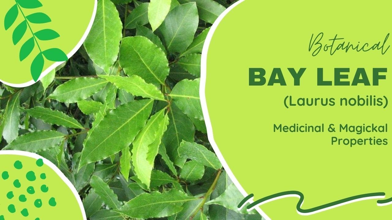 Bay Leaf - Medicinal and Magickal Properties - YouTube