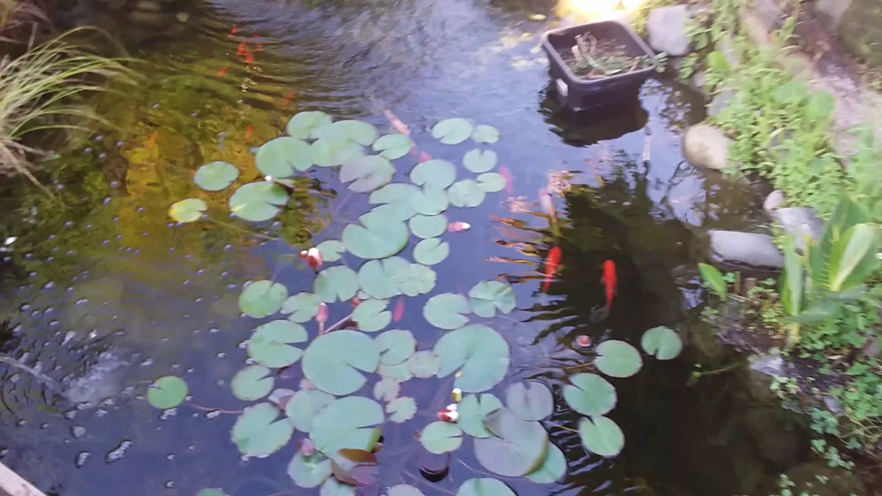 Homemade Pond In New Zealand December 2017 - YouTube