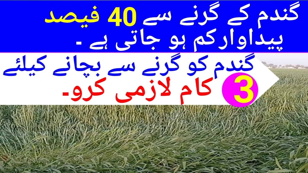 How to Save Wheat Crop from Falling/crops grower expert - YouTube
