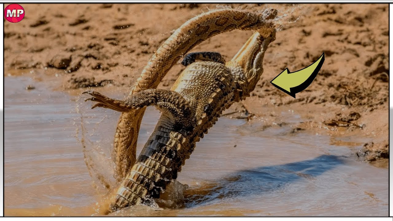 10 Batallas ÉPICAS de Serpientes Captadas en Cámara - YouTube