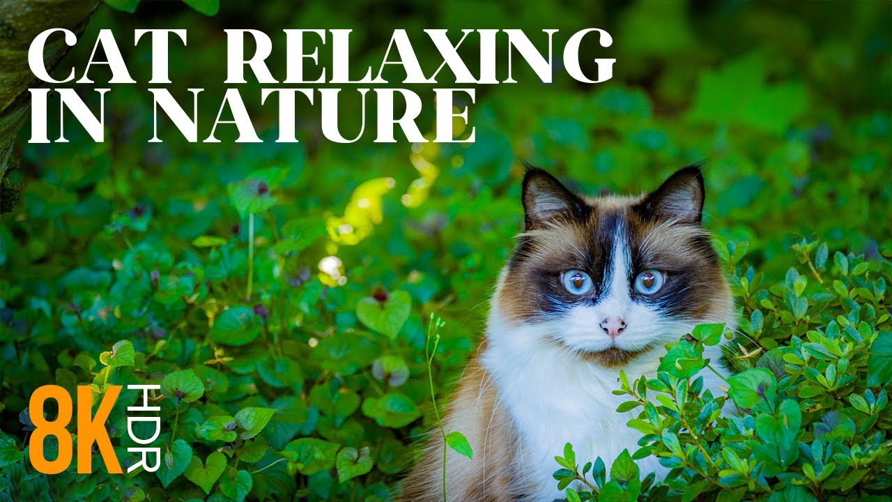 Happy Pet's Life - Bolik at Backyard - 8K HDR Relaxing Cat Screensaver ...