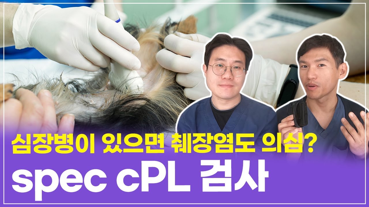 Q&A 심장진료받으러 왔는데 왜 췌장관련 검사인 spec cPL검사 하나요? - YouTube