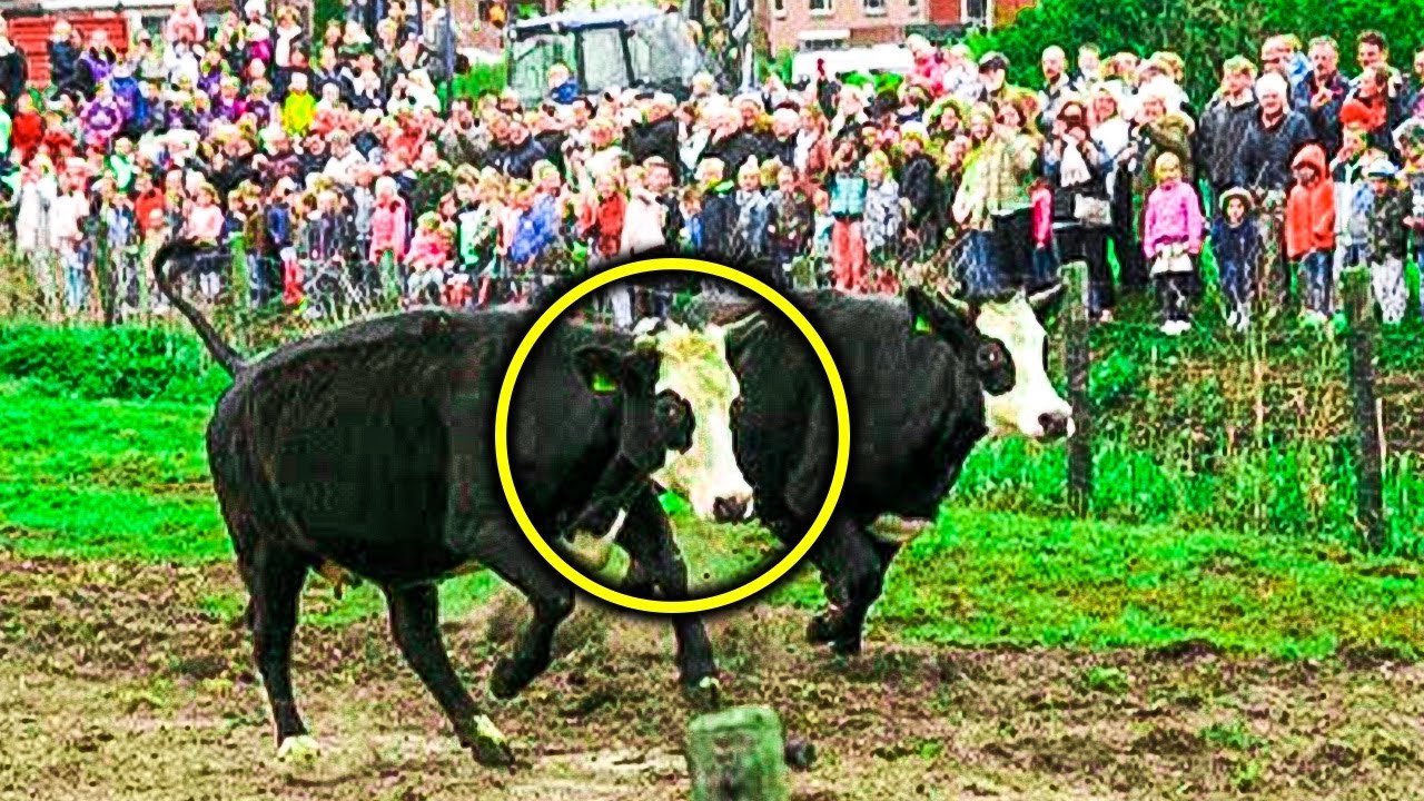 These Cows Were Kept Locked Up For Six Months – Their Reaction To Being ...