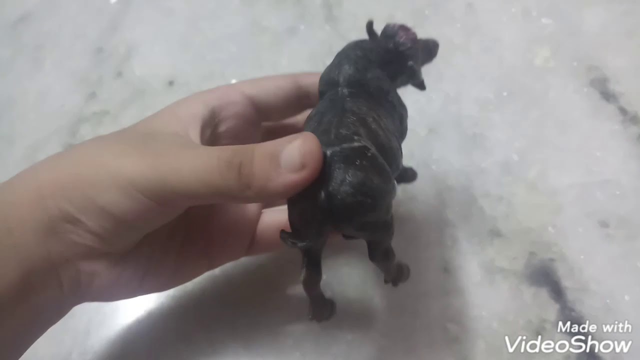 African cape buffalo Toy review part 1 - YouTube