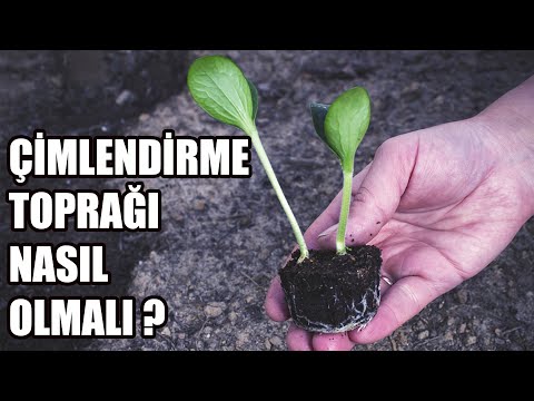 Tohum Çimlendirme Toprağı Nasıl Olmalı ?
