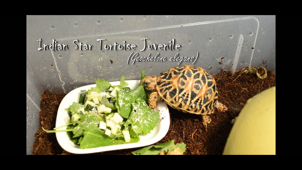 Texas gopher & Indian star tortoise rapeseed, zucchine feeding - YouTube