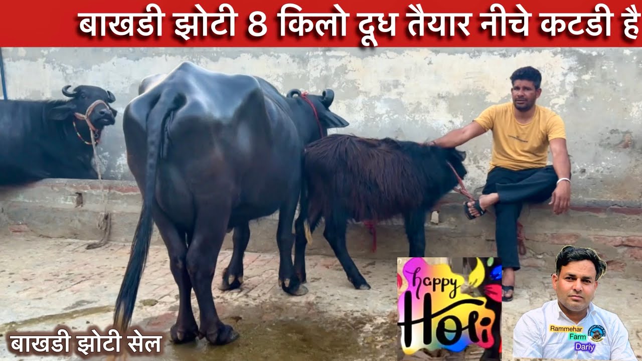 बाखडी झोटी 8 किलो दूध तैयार नीचे की कटडी बाखड़ी गाभिन ह Bakhadi Buffalo ...