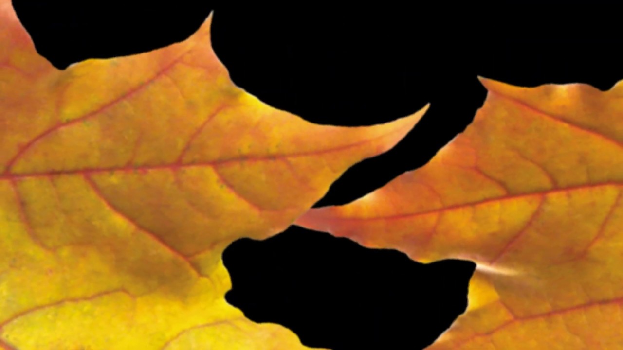 leaf transition 07 - YouTube