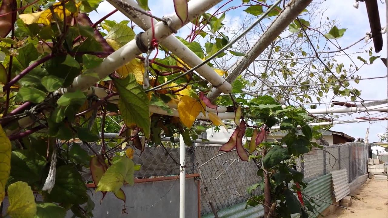 Hyacinth Bean Or Bataw (Lablab Purpureus) - YouTube