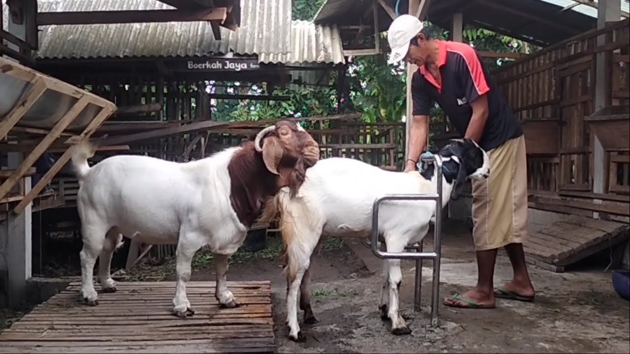 Big Boer Goat Crosses with jamnapari goat in farm - YouTube