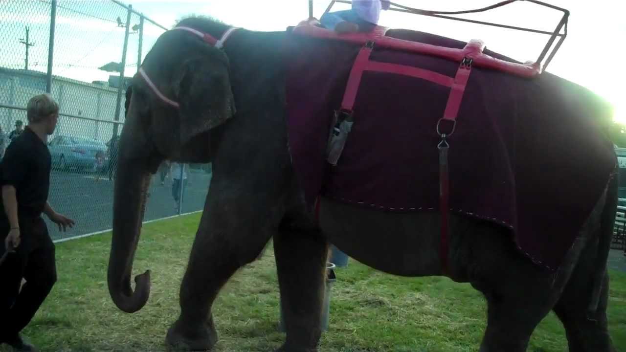 Cole Bros Circus, Elephant Ride - YouTube