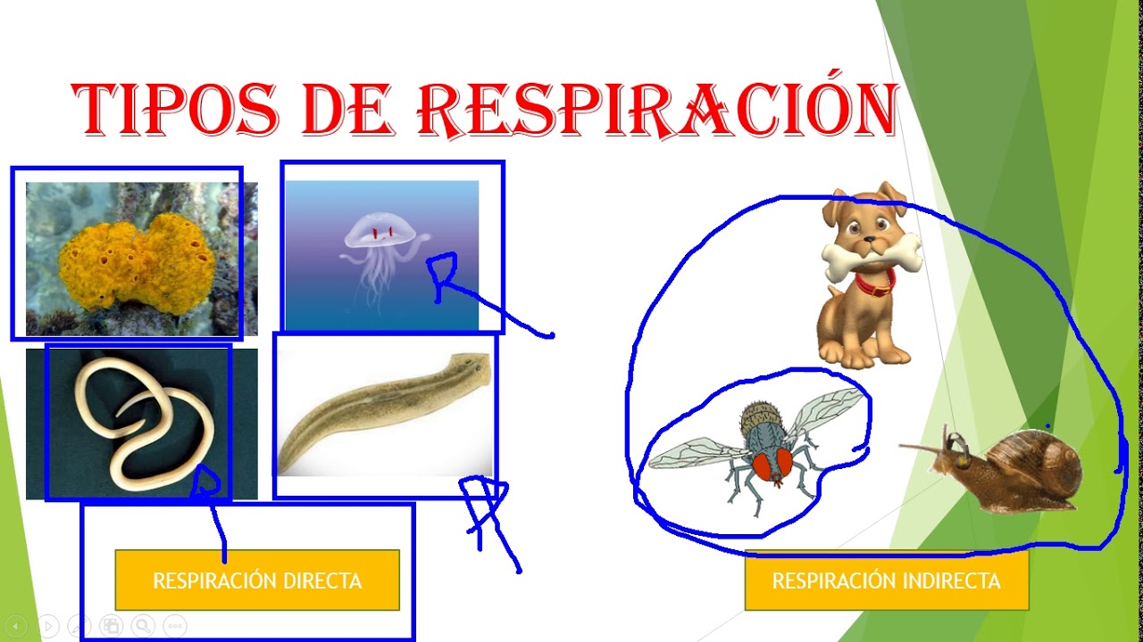 RESPIRACIÓN ANIMAL - YouTube