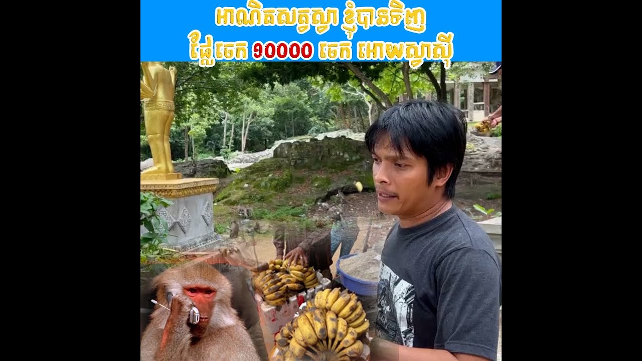 I bought 10,000 bananas for the monkey to eat ...